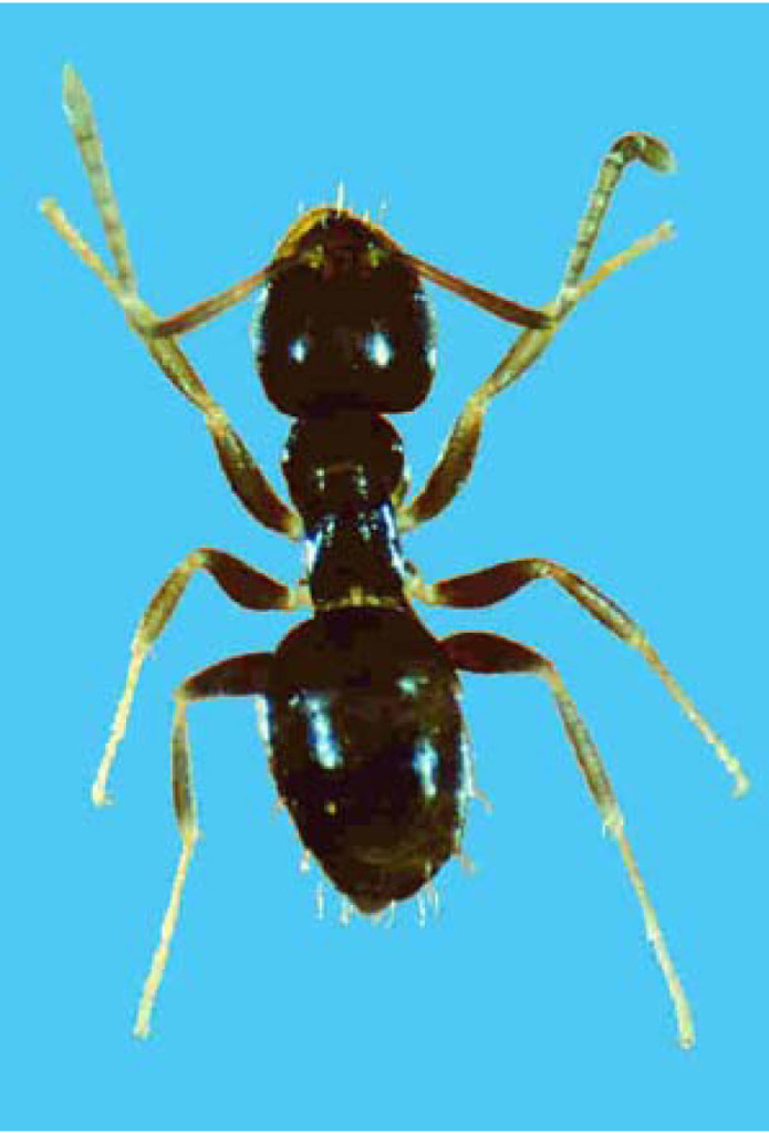 Ants - Spears Pest Control