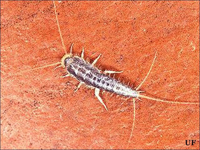 Miscellaneous - Spears Pest Control