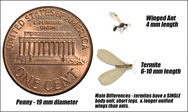 Termites or ants? How to Tell the Difference - Spears Pest Control